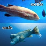 เมื่อลุงเลี้ยงโคบุไดเป็นลูกหมา หรือมันจะเห็นลุงเป็นสามี