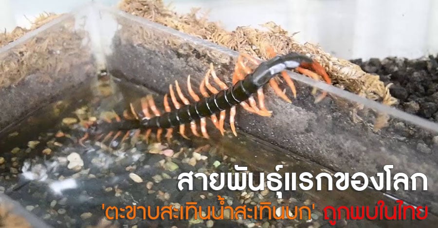 สายพันธุ์แรกของโลก 'ตะขาบสะเทินน้ำสะเทินบก' ถูกพบในไทย