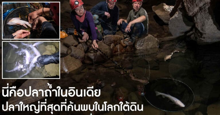 นี่คือปลาถ้ำในอินเดีย ปลาใหญ่ที่สุดที่ค้นพบในโลกใต้ดิน