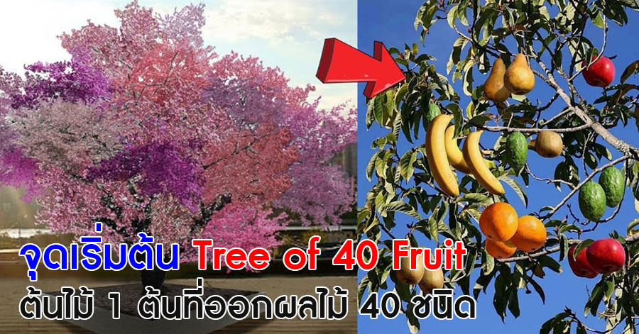 จุดเริ่มต้น 'Tree of 40 Fruit' ต้นไม้ 1 ต้นที่ออกผลไม้ 40 ชนิด