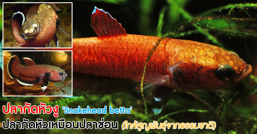 Snakehead betta ปลากัดหัวเหมือนปลาช่อน ที่ใกล้สูญพันธุ์จากธรรมชาติ