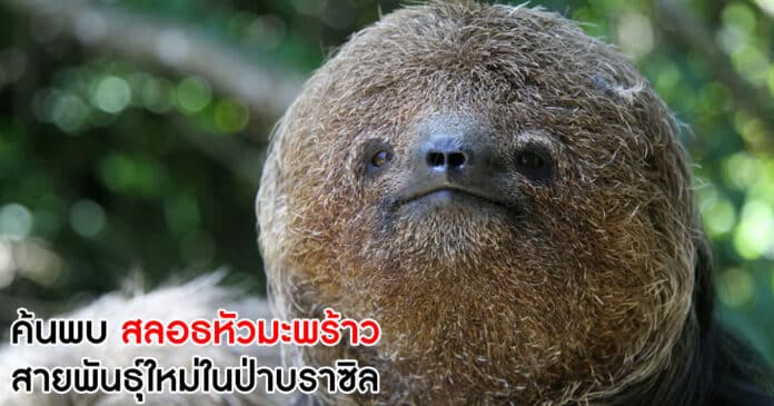 ค้นพบ 'สลอธหัวมะพร้าว' สายพันธุ์ใหม่ในป่าบราซิล