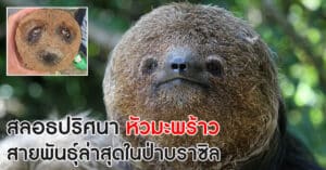สลอธปริศนา 'หัวมะพร้าว' สายพันธุ์ล่าสุดในป่าบราซิล