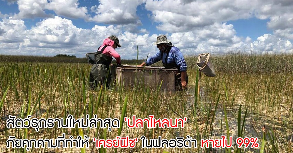 สัตว์รุกรานใหม่ล่าสุด 'ปลาไหลนา' ภัยคุกคามที่ทำให้ 'เครย์ฟิช' ในฟลอริ ...