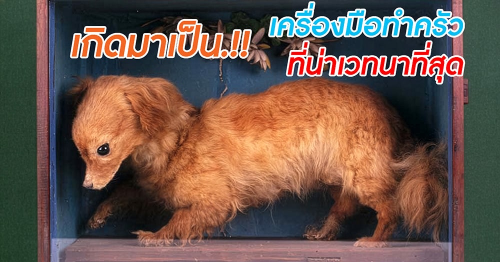 เทิร์นสปิต (Turnspit dog) สุนัขที่เกิดมาเป็นเครื่องมือทำครัว (สูญพันธุ์)